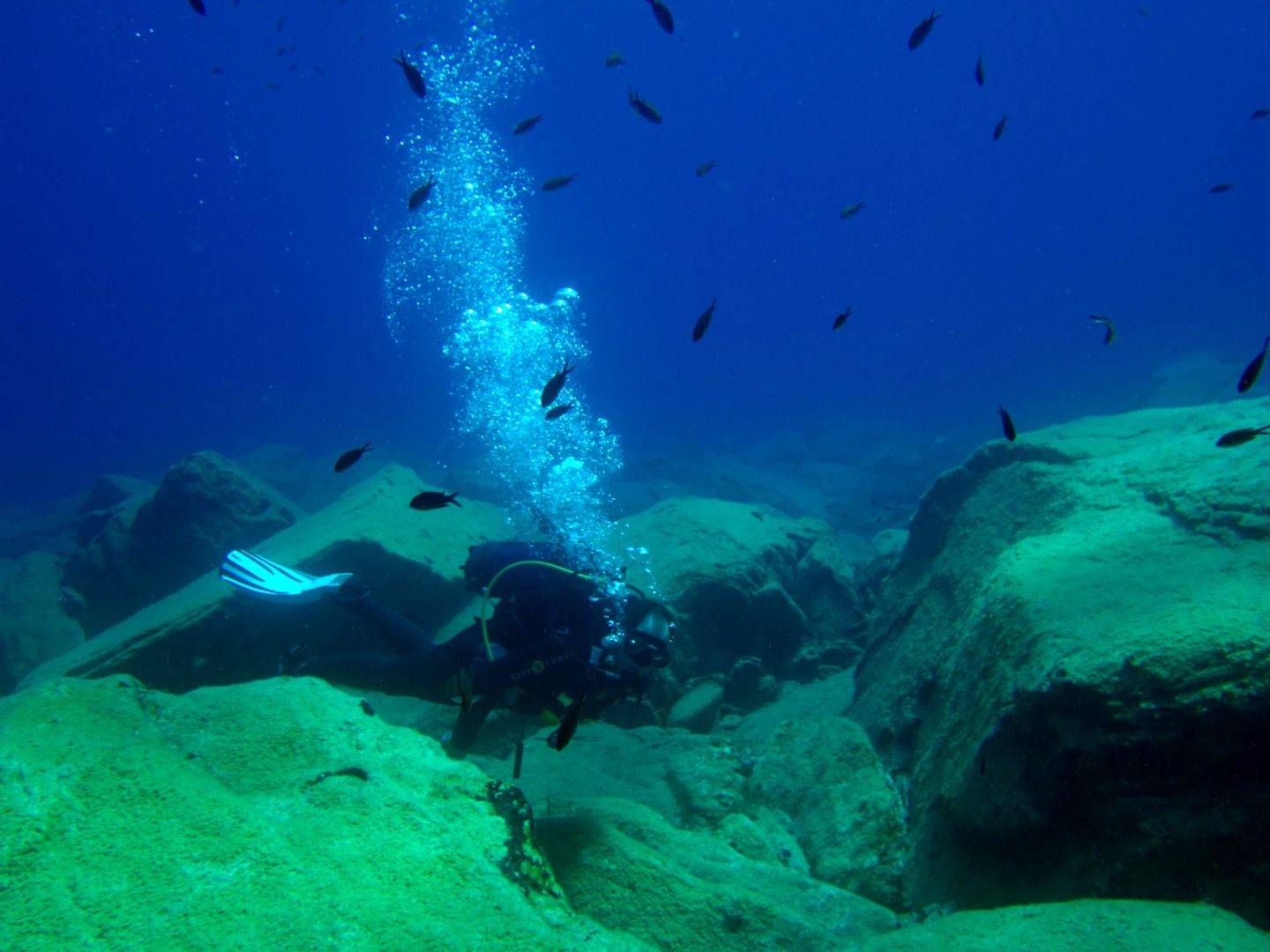 Diving in El Greco Reef in Crete
